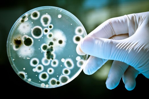 Microbiology Testing | AMCEN